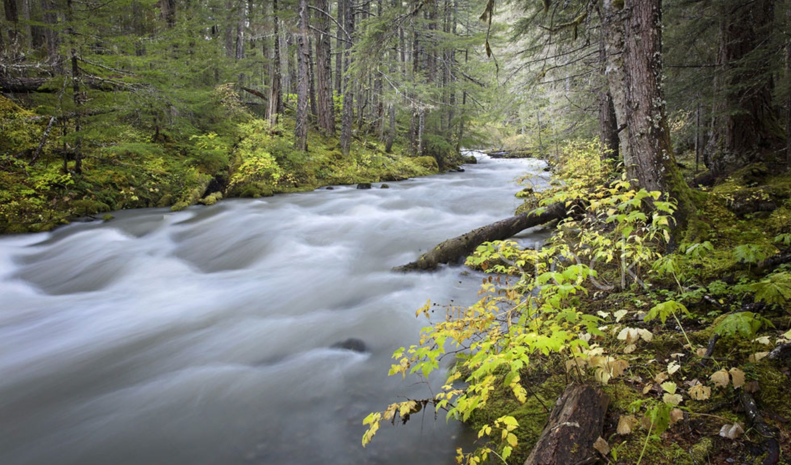 The Dungeness River Is The Lifeblood Of The Dungeness Valley The Dungeness River Is The Lifeblood Of The Dungeness Valley